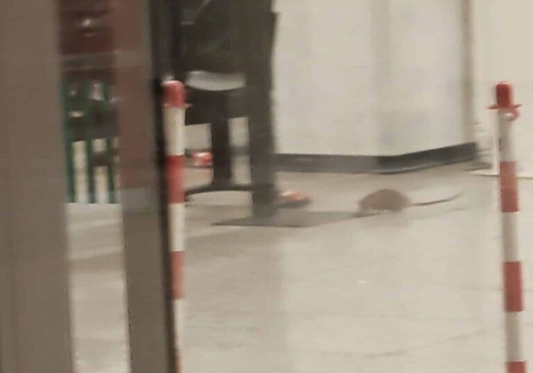 Anche le pantegane vanno in ospedale: nuova segnalazione all’altezza ...